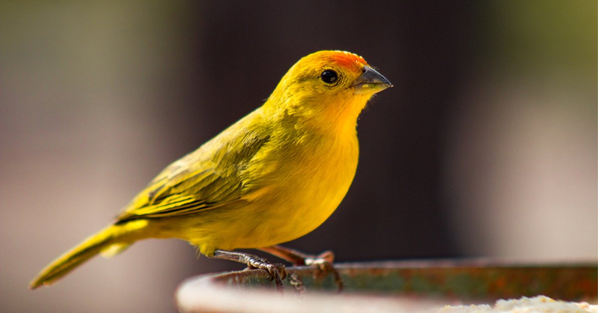 Top 5 Pet Birds for Busy People - wealthywingsworld